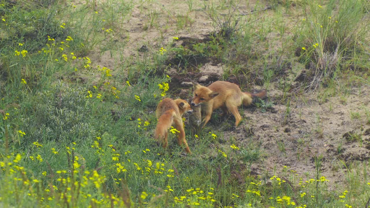 Tug Of War Between Two Wild Red Foxes Fighting Over Dead Rabbit Free ...