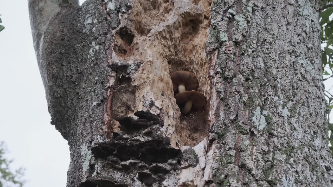 Premium stock video - Arborist tree surgeon for rotting tree caused by ...