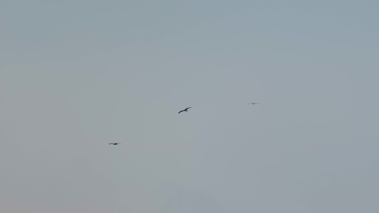 Silhouette Of Hawks Soaring In The Air In The Distance | Premium Stock ...