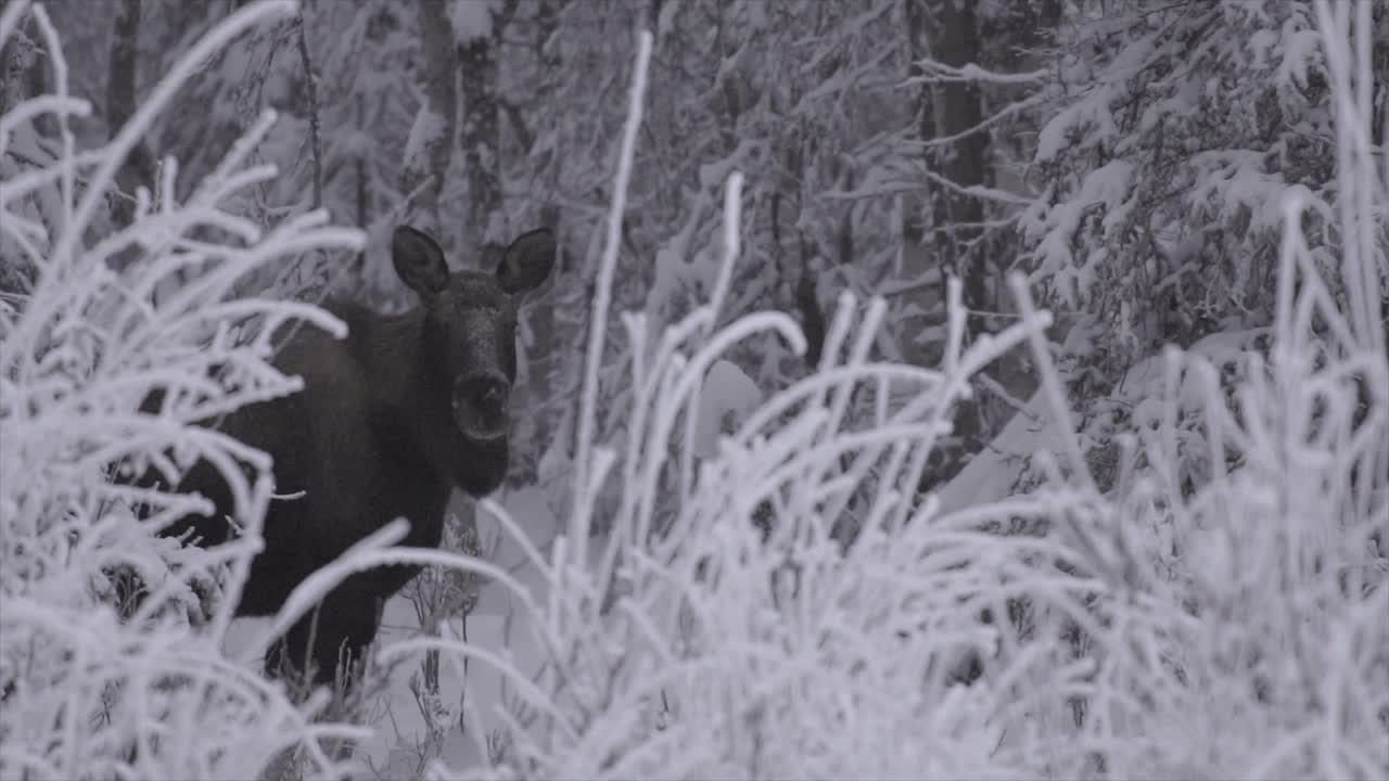 Female moose hides in snowy forest, anchorage alaska 4k Premium Stock ...