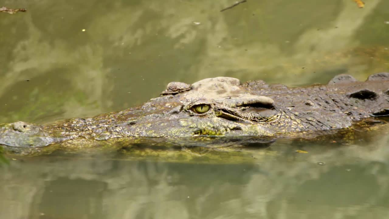 Premium stock video - Static closeup of crocodile laying in wait on ...