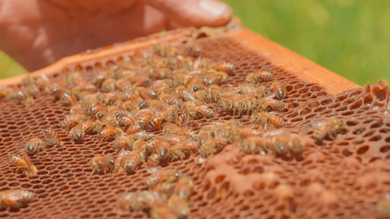 Premium stock video - Beekeeper holding honey comb rack with bees ...