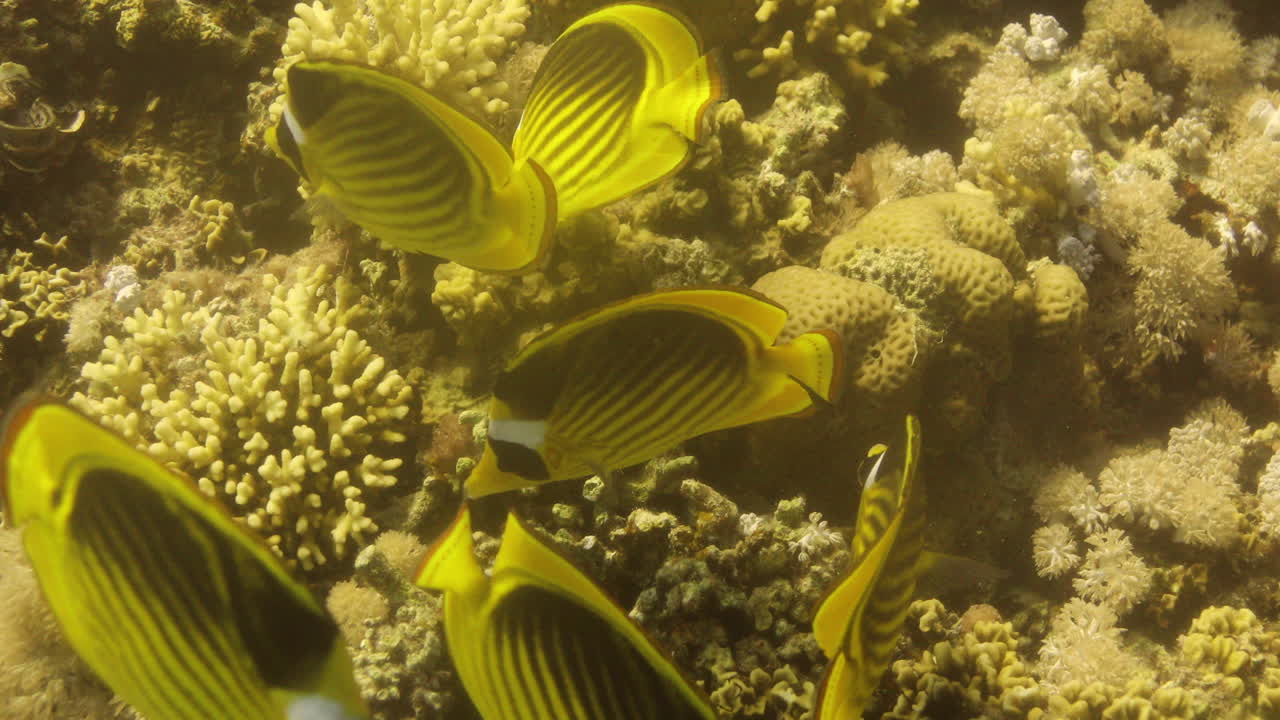 Raccoon butterflyfish school in the cral reef of the red sea of egypt ...