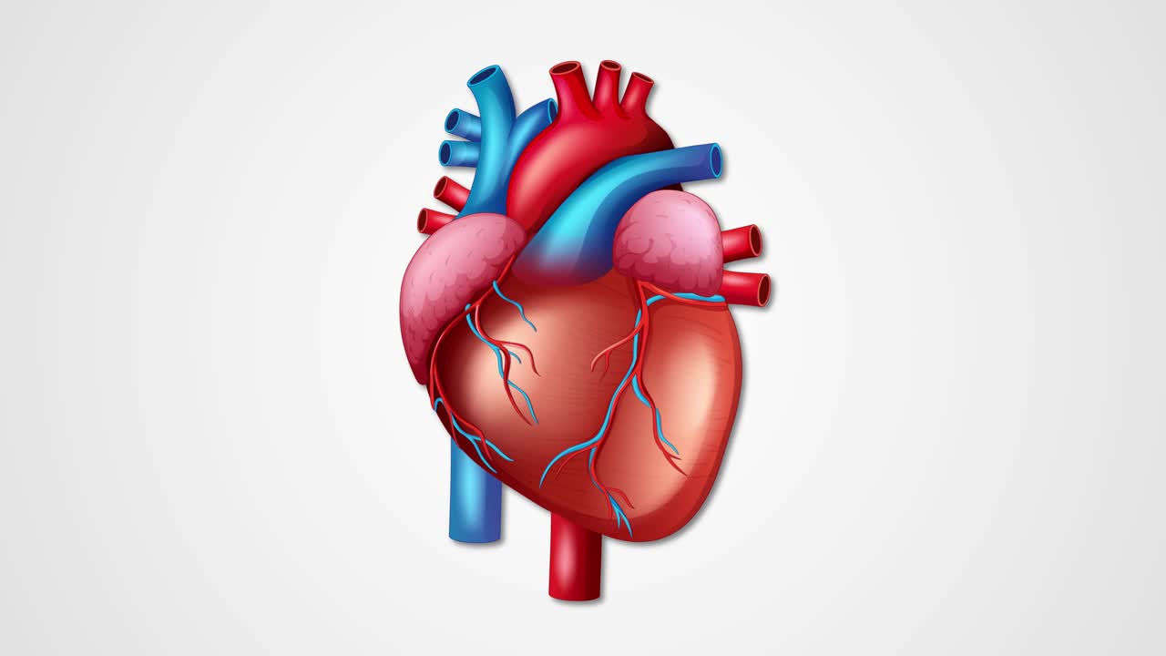 A realistic animated human heart pulsating rhythmically against a clean ...