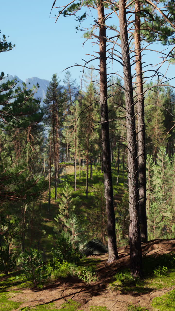 Pine forest scenery Premium Stock Video Footage