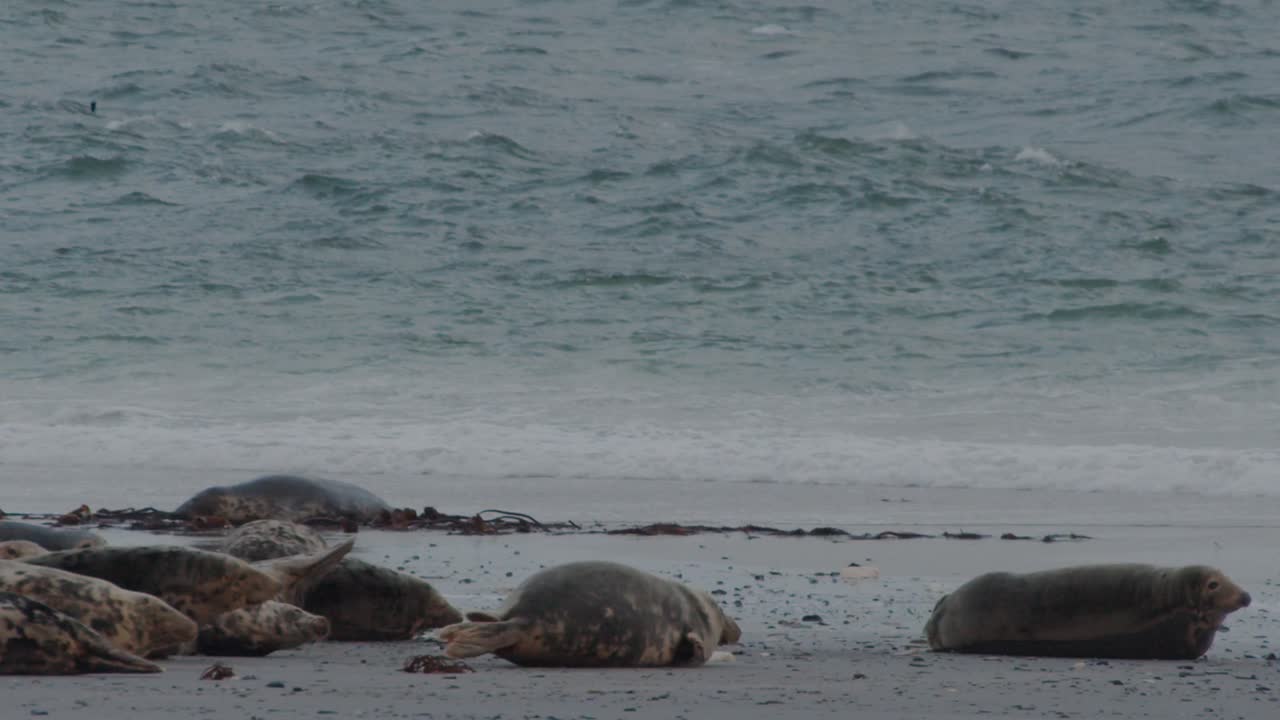 Group Of Wild Seals Moving Towards Ocean Water On Sandy Beach, Static ...