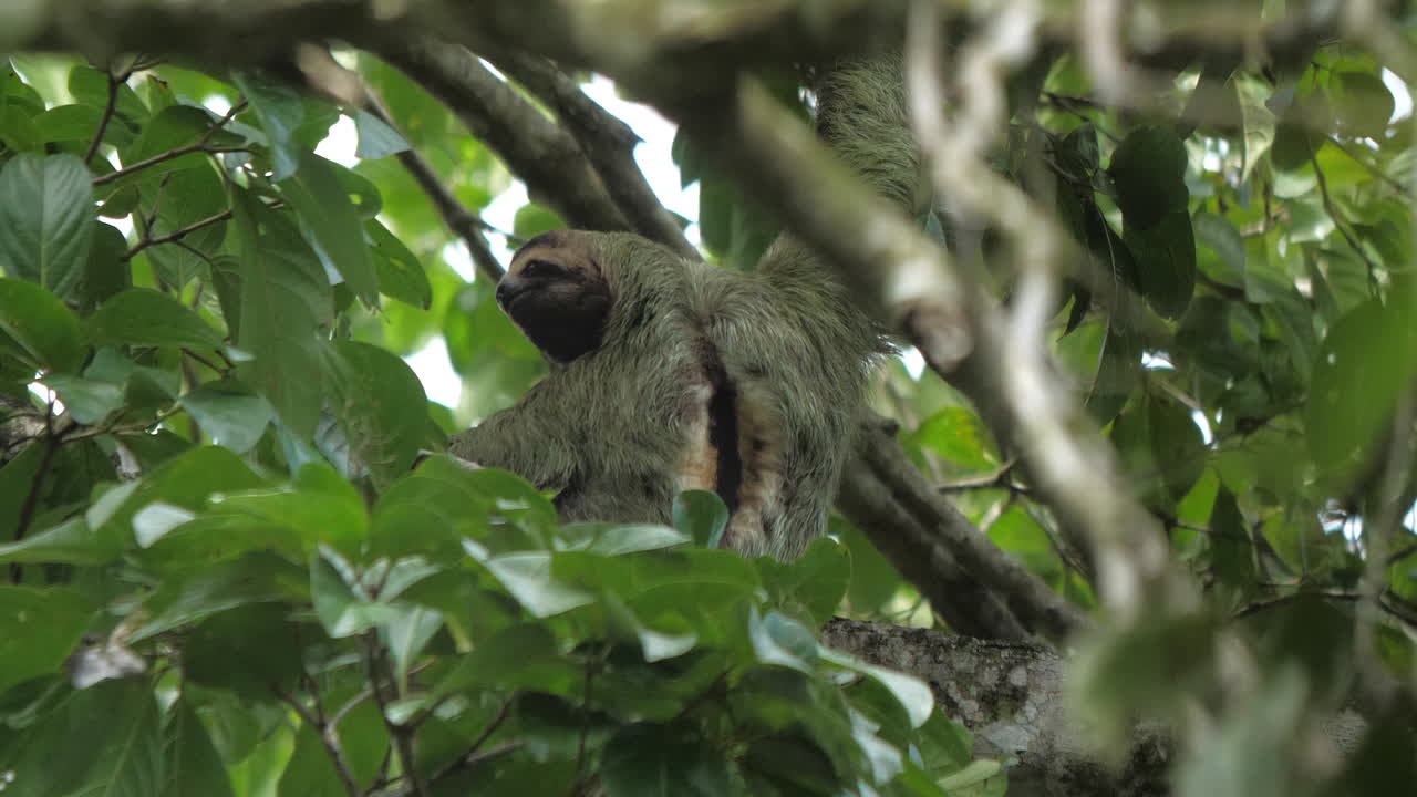 Premium stock video - A sloth slowly moves through the costa rican ...
