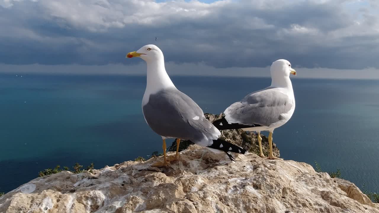 Premium stock video - Seagulls with a birds eye view of the fishing ...