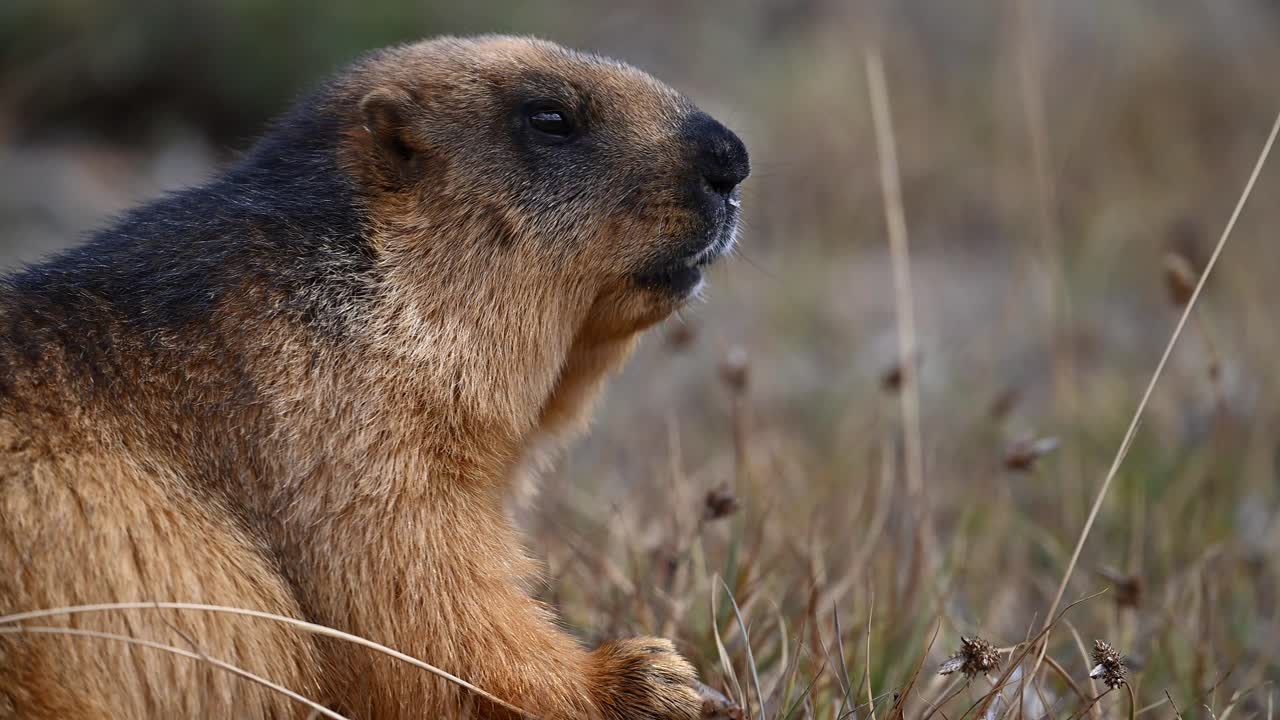 Premium stock video - Closeup of marmorat in himalayas