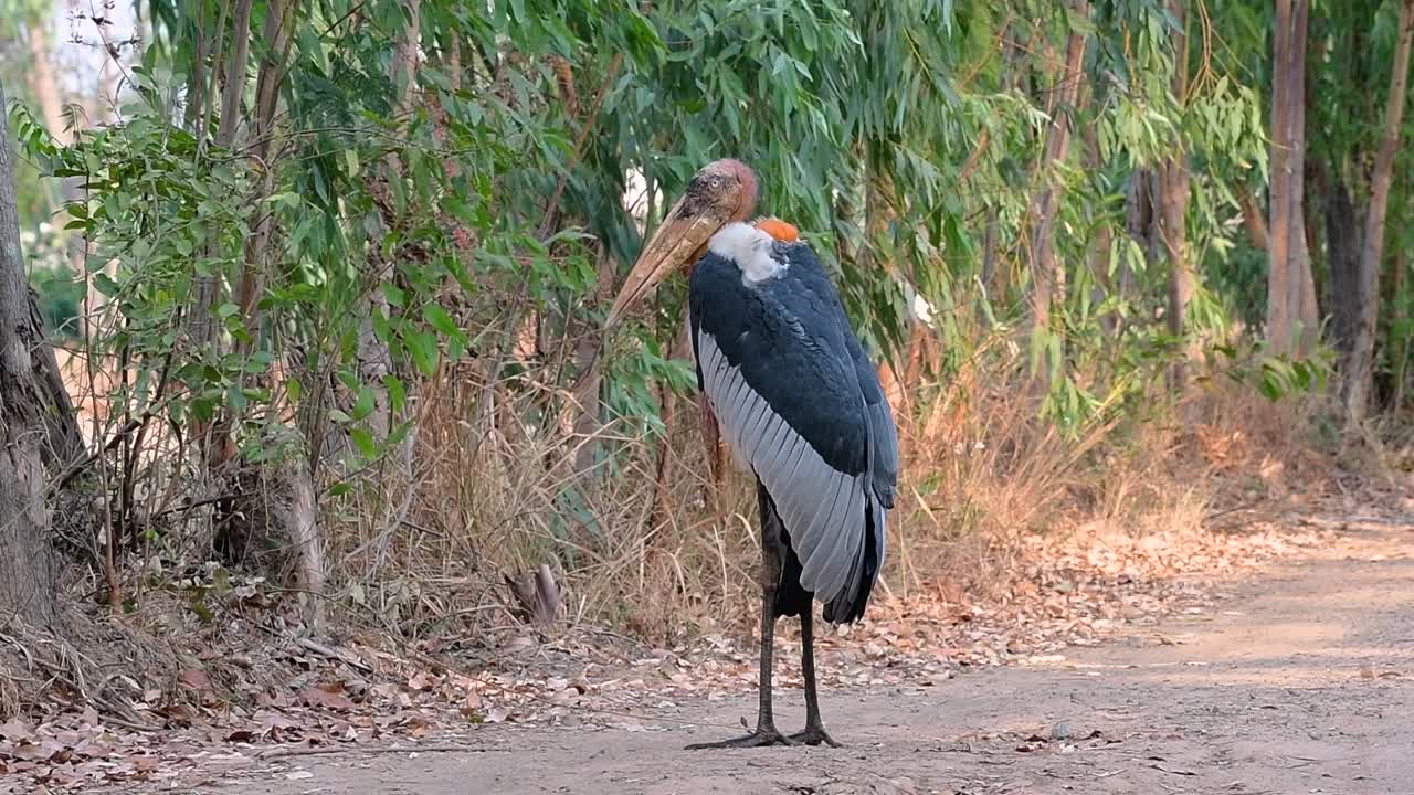 A Big Bird In The Stork Family Common In Southern Asia And Now ...