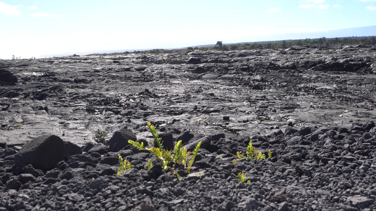 New life growing out of black hardened lava flows at Hawai'i Volcanoes ...