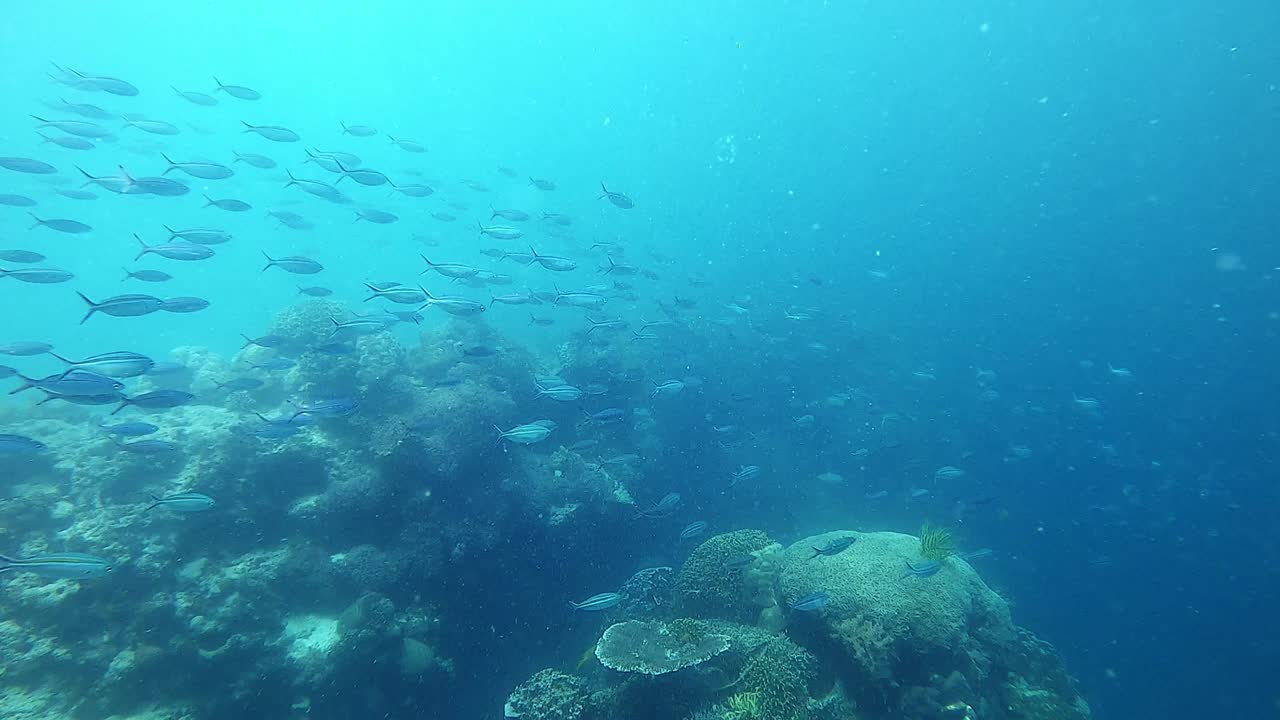 Large fish shoal in the Philippines | Premium Stock Video Footage