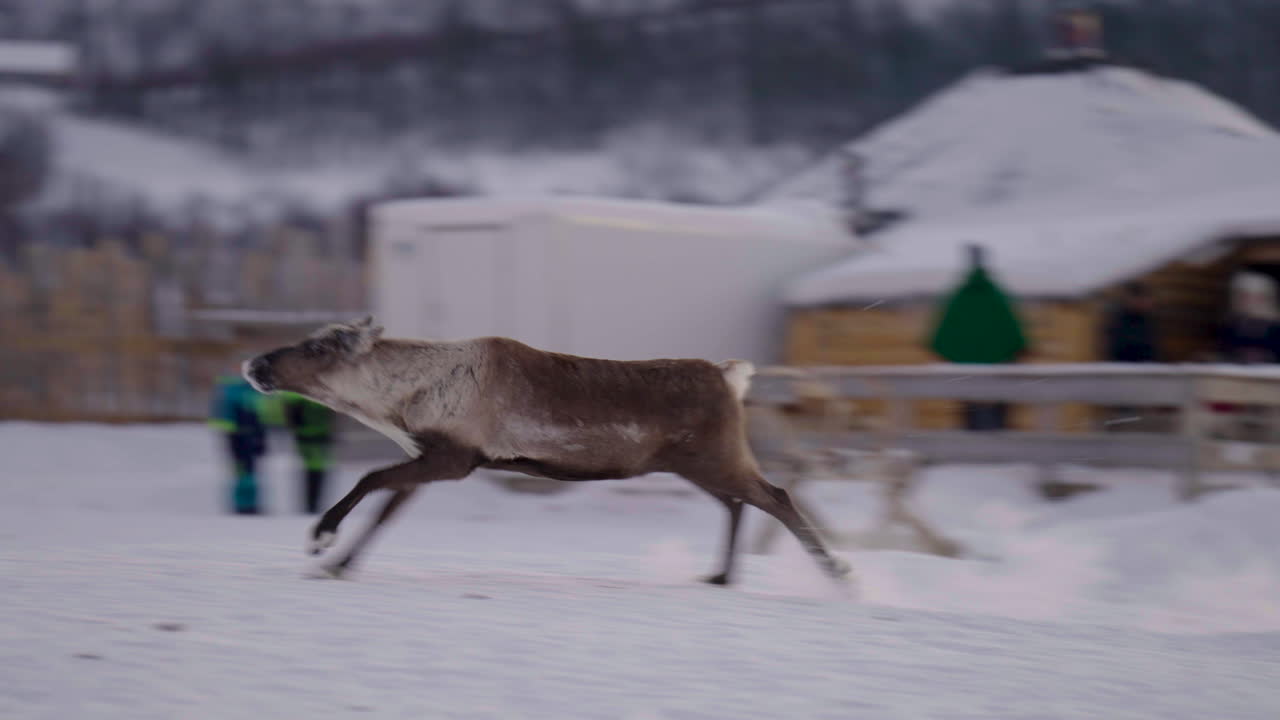 Premium stock video - Antlerless reindeer galloping in snowy norway ...