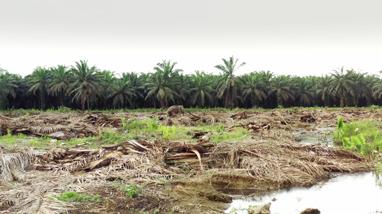 Elephant in the middle of a landscape destroyed by palm oil and ...