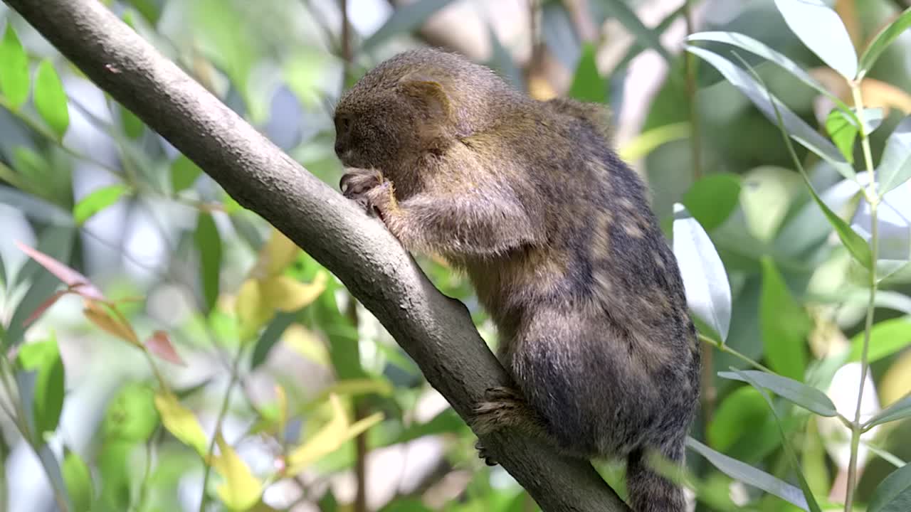 Side View Of A Pygmy Marmoset Slowly Climbing Up On A Tree Branch In ...