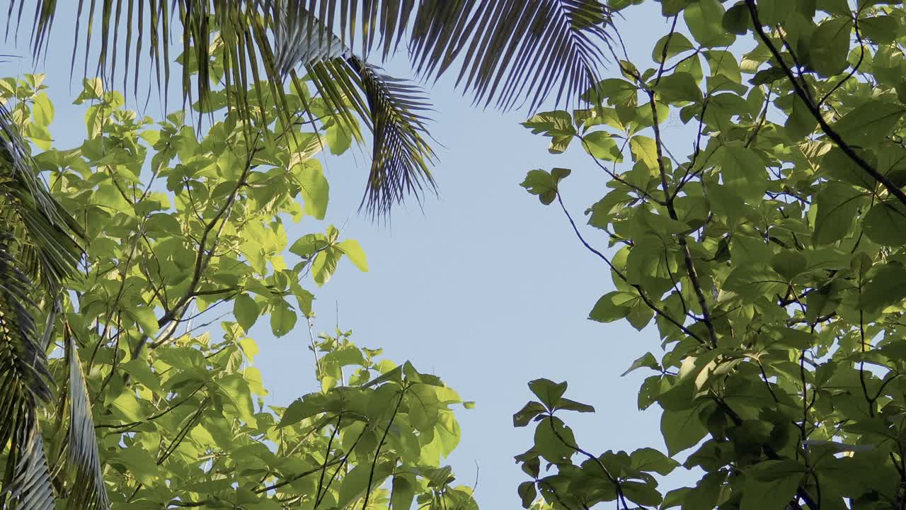 Abstract outdoors nature tree leaves canopy low angle view | Premium ...