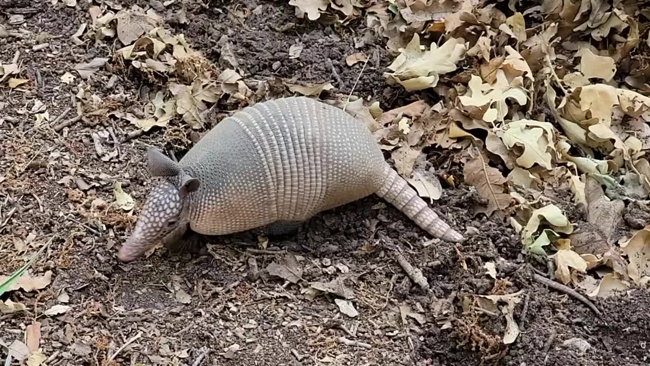 Premium stock video - Handheld video of an armadillo digging in the ground
