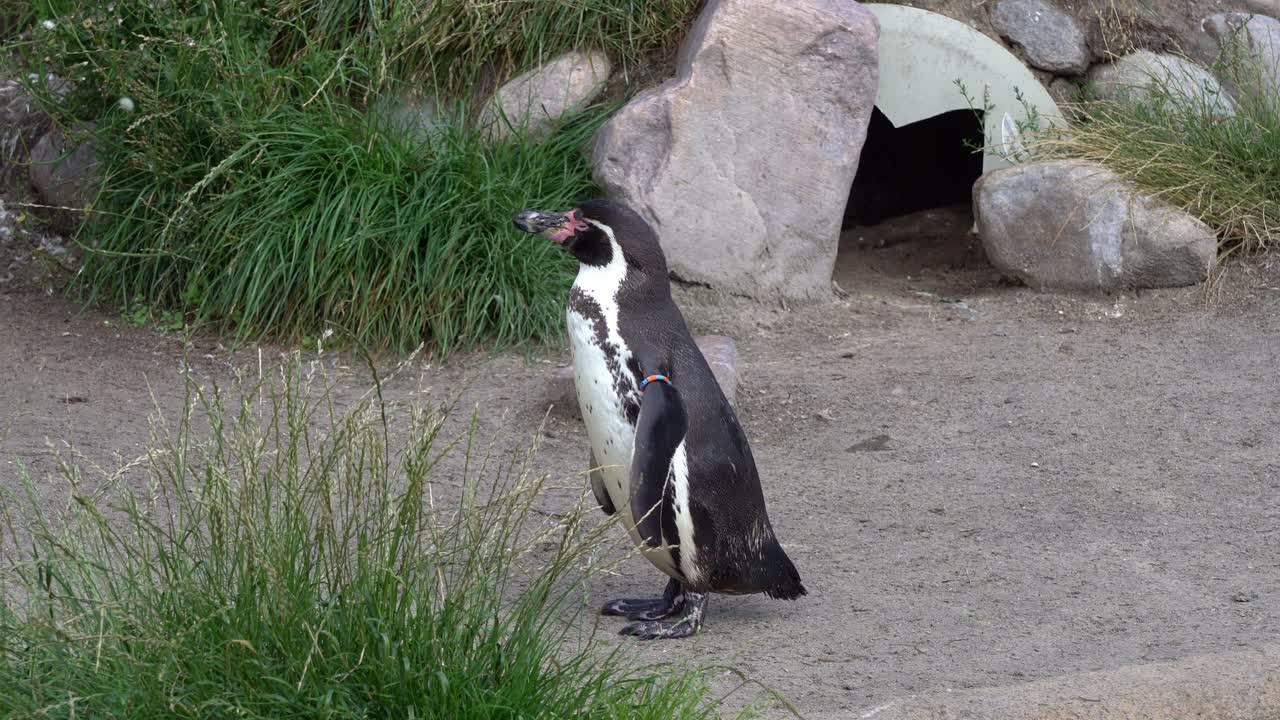 Old Penguin In Captivity Standing Outside His Shelter And Shaking His ...