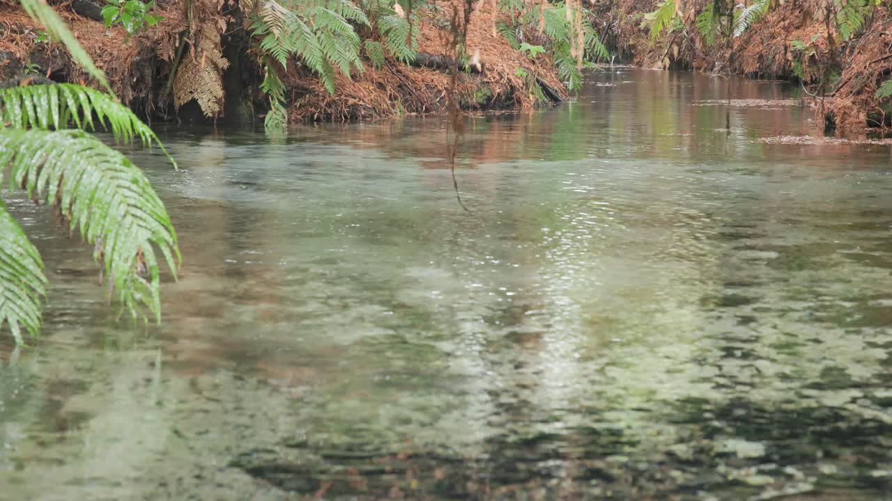 Underground Spring With Crystal Clear Water Flowing Through A Redwood ...