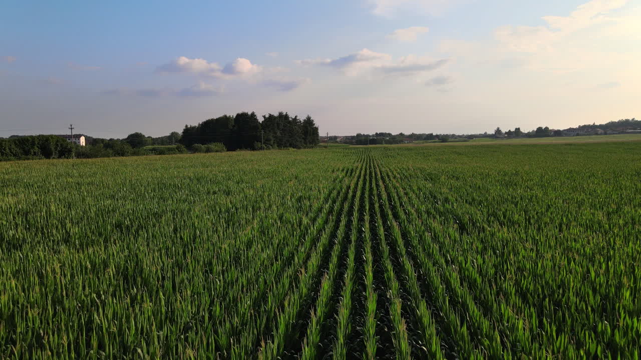 Premium stock video - Aerial view, green rows of corn plants in big ...