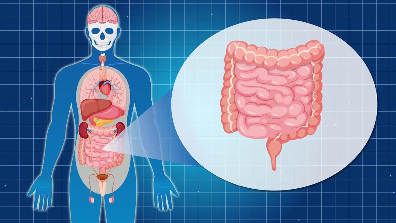 Animation illustrating the human digestive system, highlighting the ...