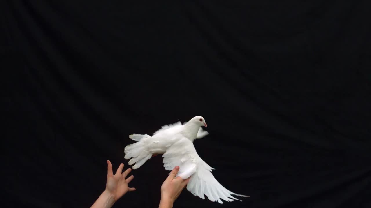Premium stock video - Hands releasing a white dove on black background