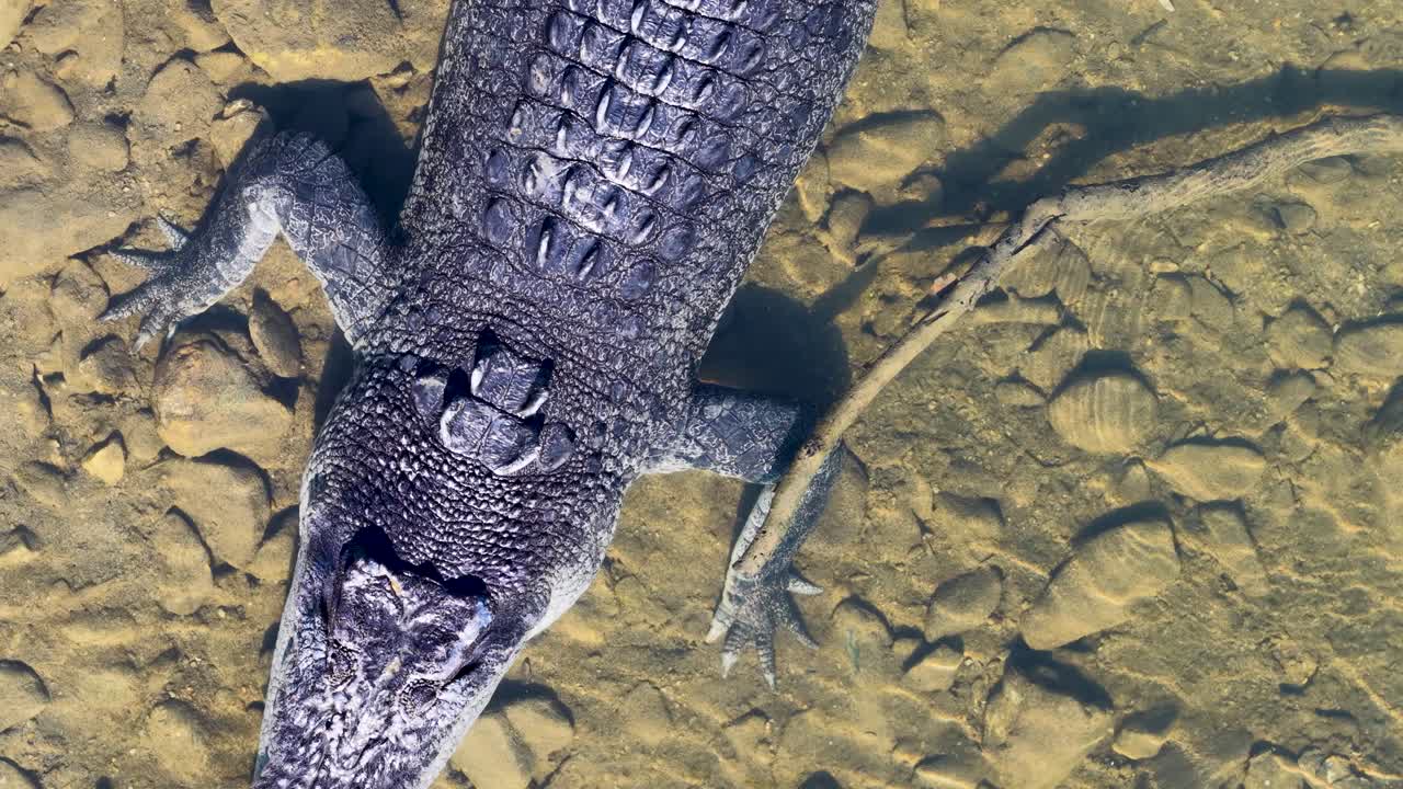 Drone footage captures a saltwater crocodile in shallow water ...