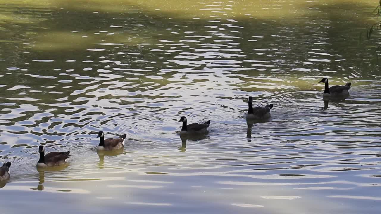Ducks are swimming in a row on the water surface, captured at Batumi ...