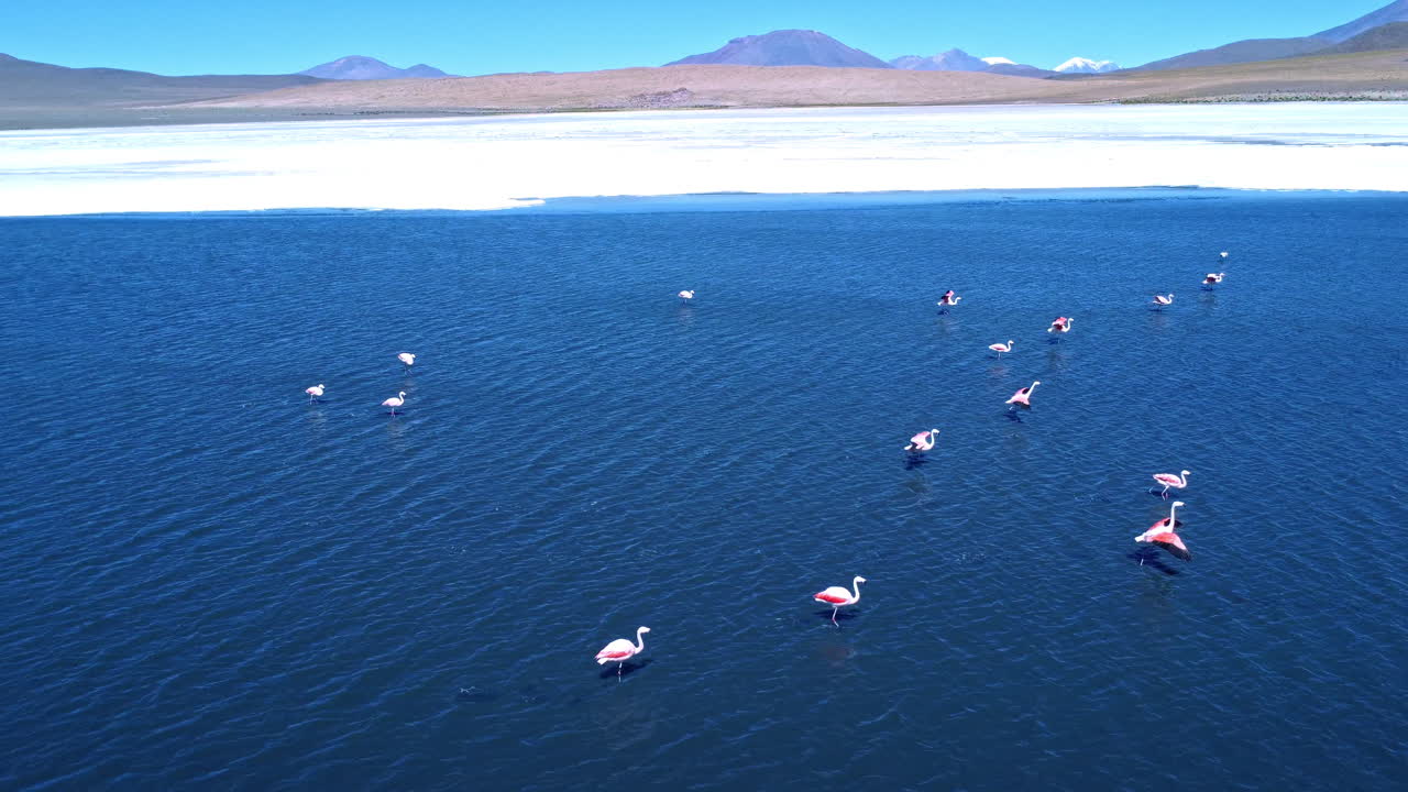 Premium stock video - Aerial sideview pan follows flock of flamingos ...