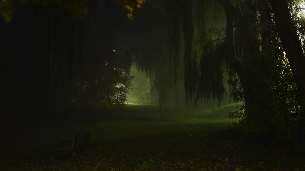 Premium stock video - Creepy walk way through a forest of weeping ...