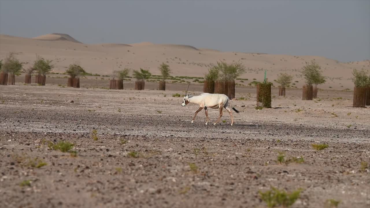 Arabian Oryx In The Desert: Arabian Oryx Is The National Animal Of ...