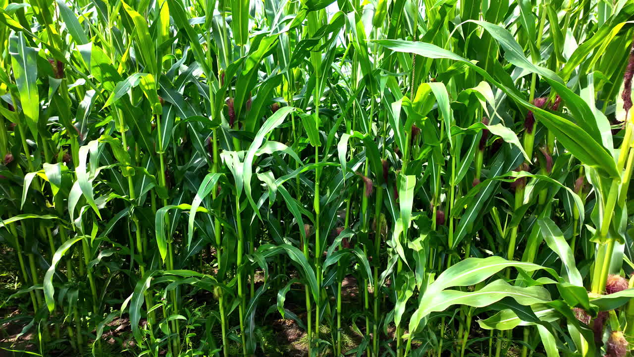 Shot of corn corbs intact to plants in a corn silage field | Premium ...