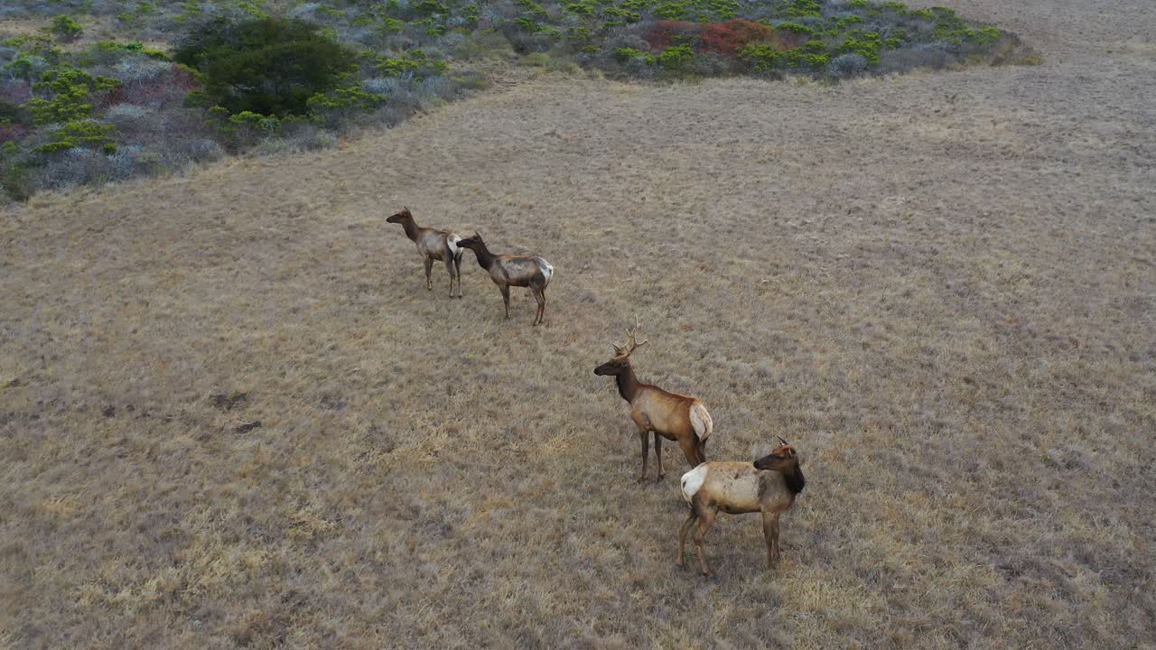 Aerial shot of elk deer wildlife grazing on a remote central california ...