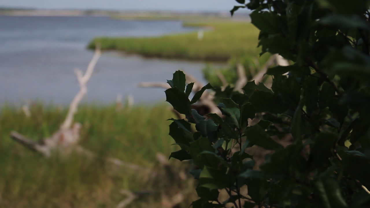 Bush Blows In Wind Along Atlantic Ocean Free Stock Video Footage ...