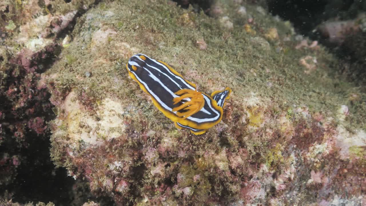 Premium stock video - Magnificent nudibranch , superb patterns and ...