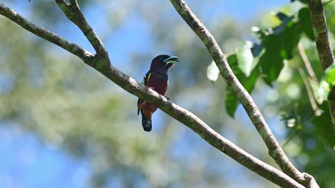 Banded broadbill, eurylaimus javanicus, khao yai national park ...