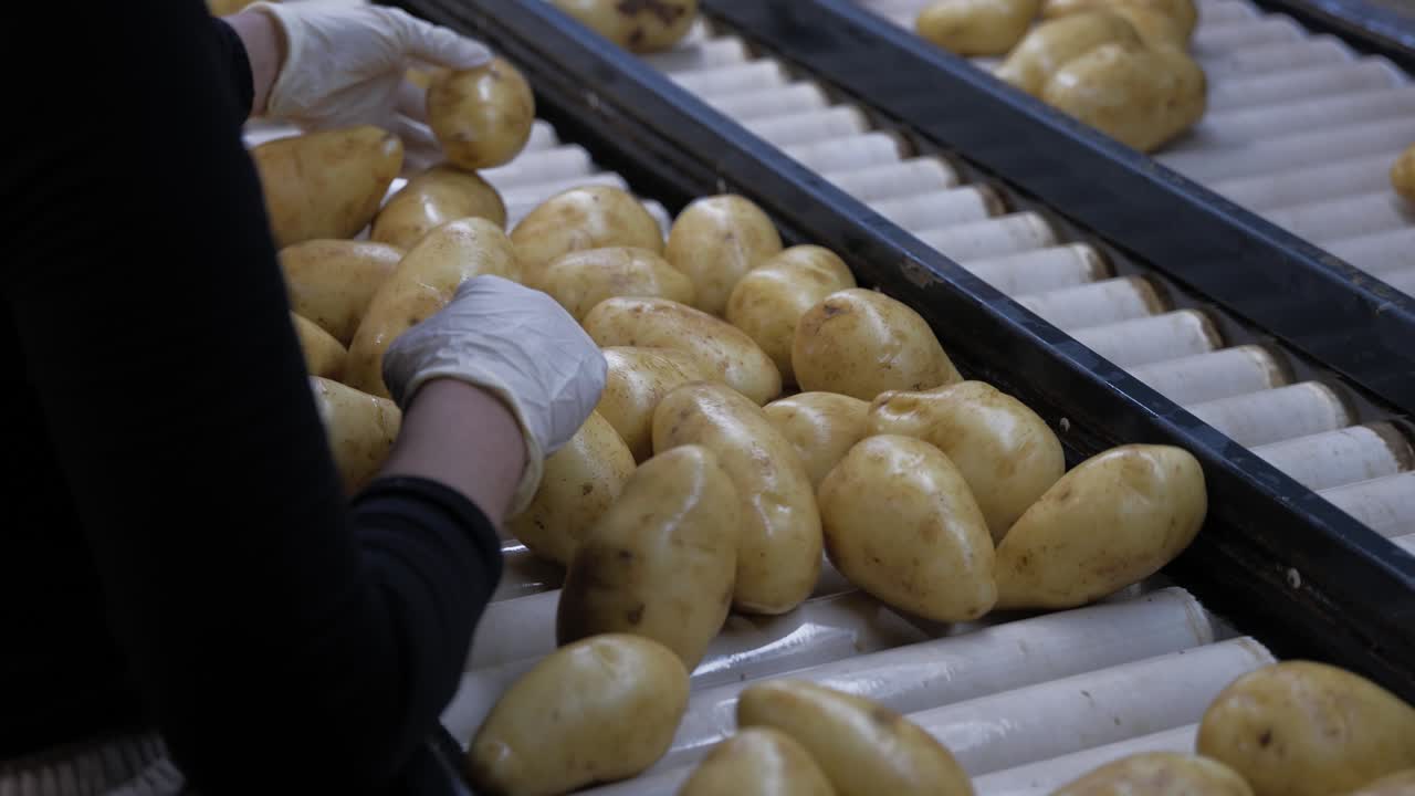 Potato harvest | Premium Stock Video Footage