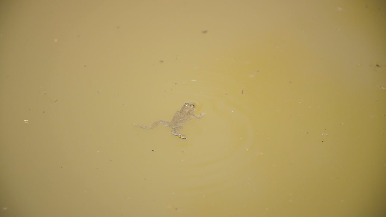Free stock video - Yellow bellied toad floating in a pond. verdun ...
