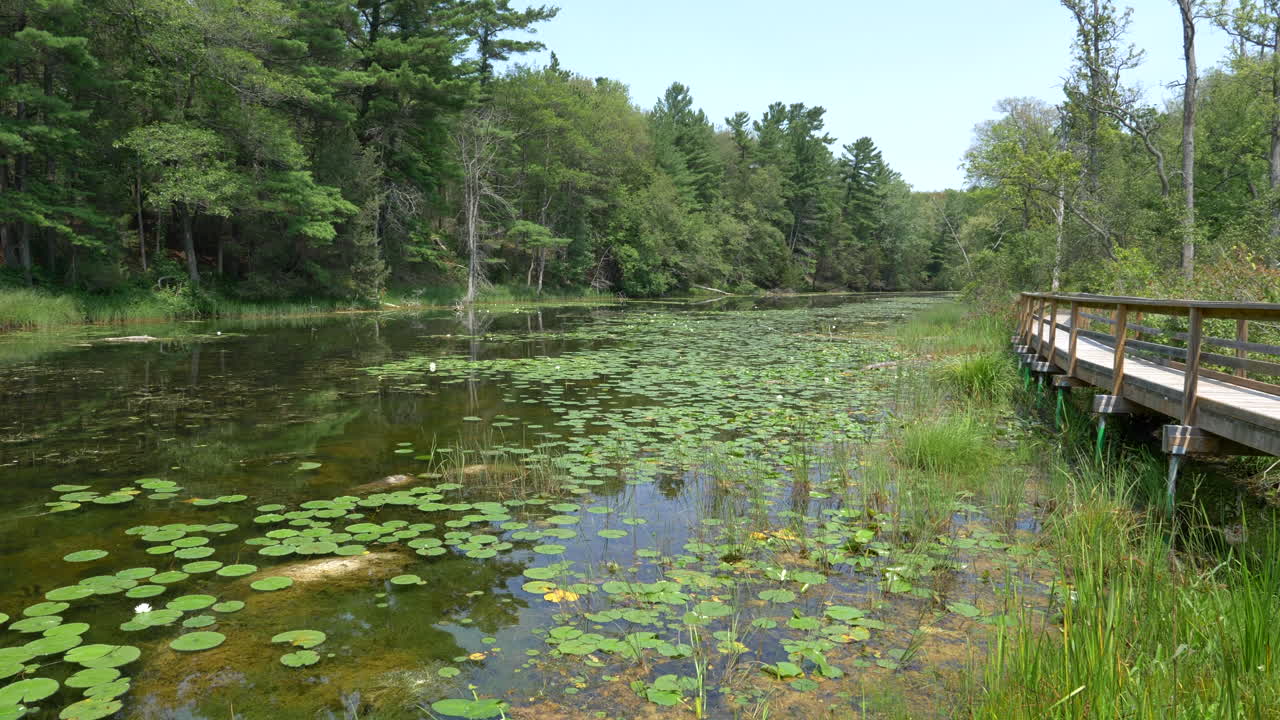 Premium stock video - View of wooden footpath next to a pond filled ...