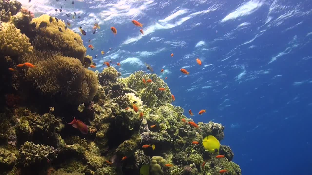Coral Reef Drop Off With Coral Fish In The Red Sea Free Stock Video ...