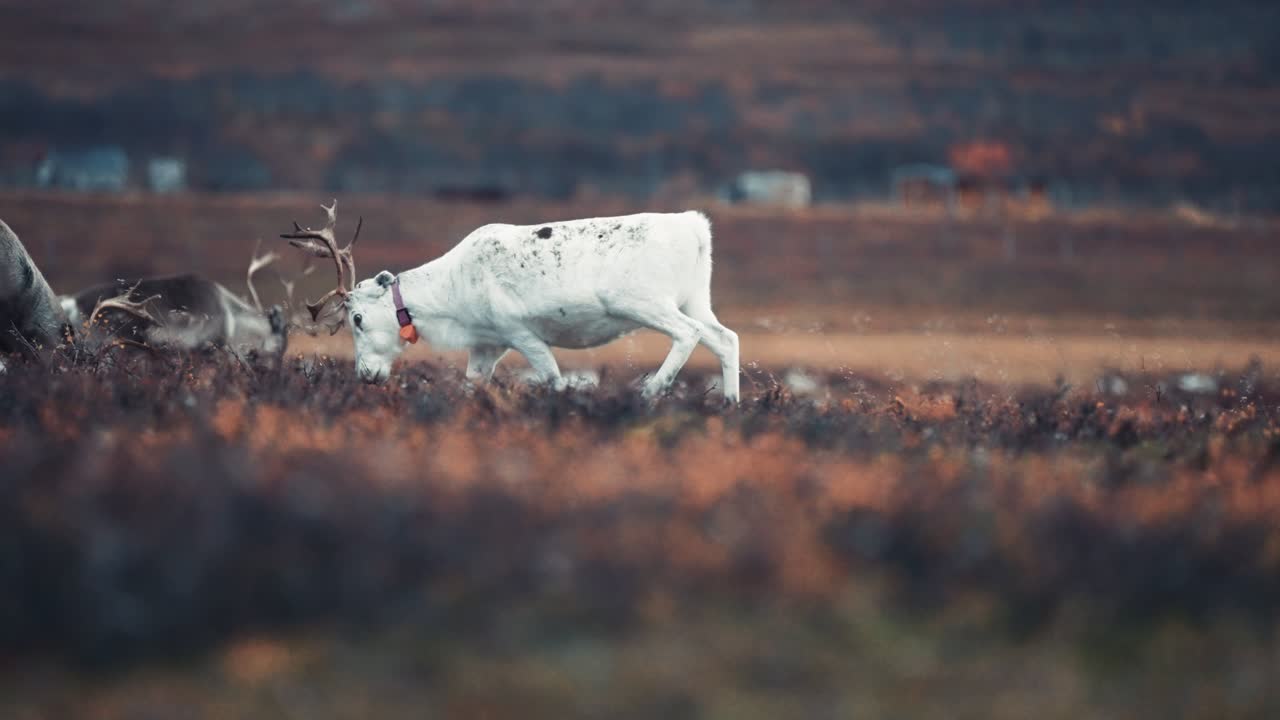 Premium stock video - A close-ur the two young reindeer fighting ...