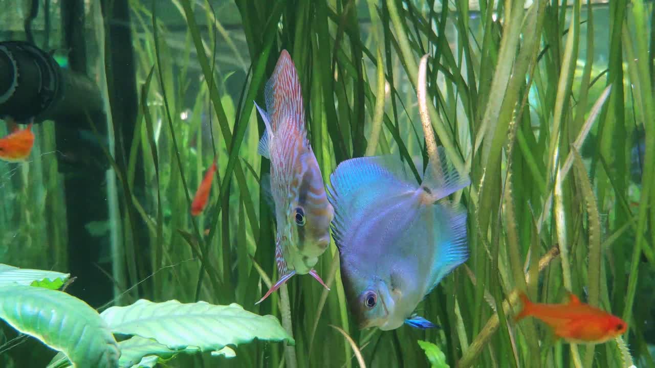 Vidéo de stock Premium - Poisson discus mangeant de la mousse de bûche ...