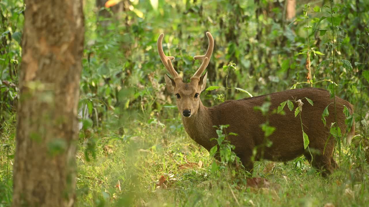 Premium stock video - 4k graceful and mysterious indian hog deer with ...