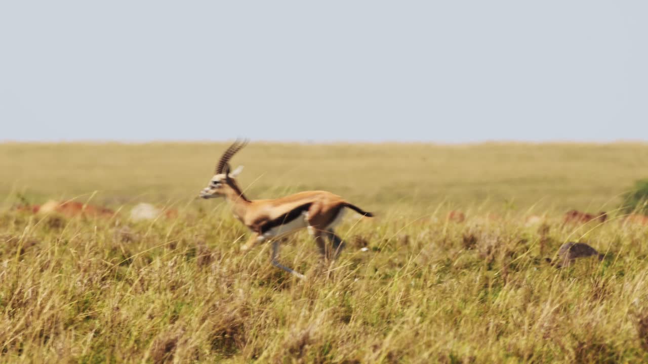 Premium stock video - Slow motion shot of gazelle skipping through the ...