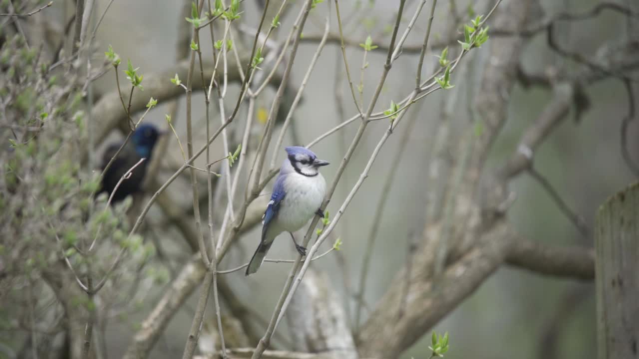 Closeup portrait of a wild blue jay bird, common grackle flying in the ...