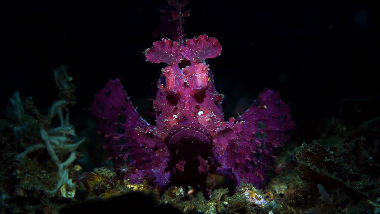 Rhinopias frondosa purple weedy scorpionfish with parasite lembeh 4k ...