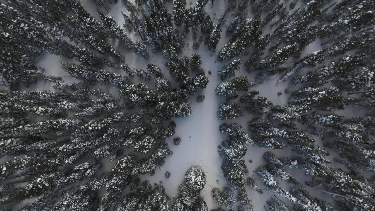 Aerail top down shot of snow covered trees in the colorado rocky ...