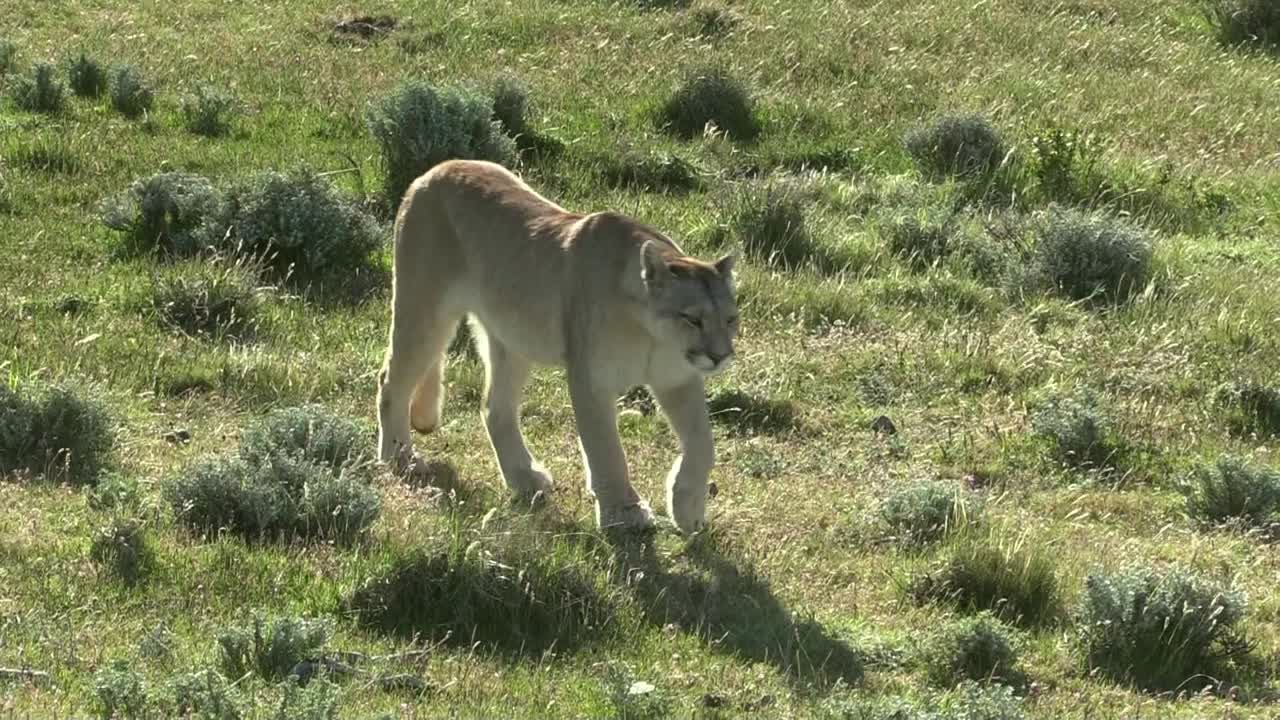 A Beautiful Female Puma Walking And Stretching On The Quiet Grasslands ...