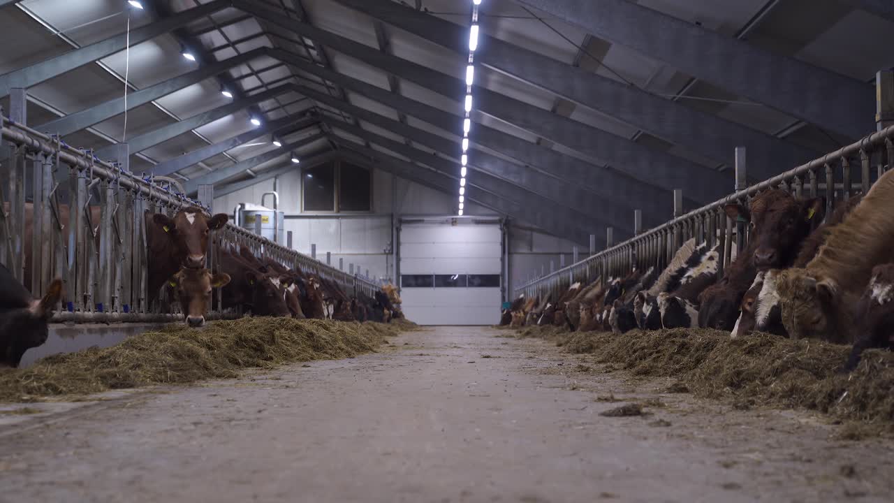 Feeding Norwegian Red Oxen And Cows On The Floor Of Barn Free Stock ...
