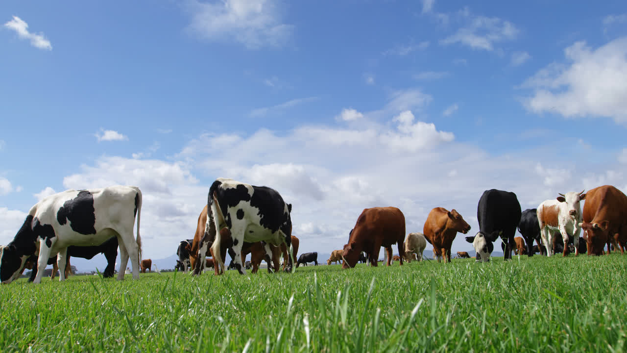Cattle grazing in the farm 4k Premium Stock Video Footage